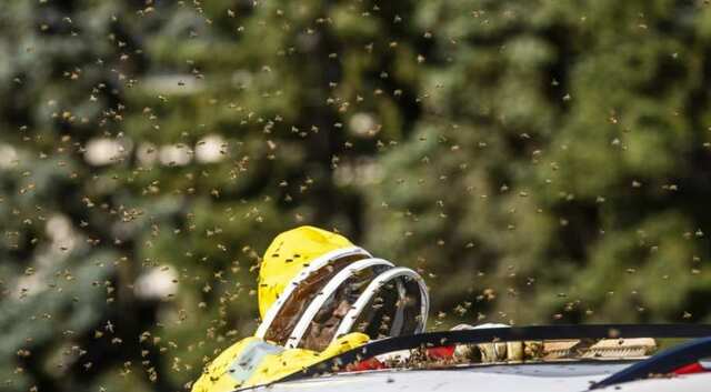 Canada: Five million bees fall off truck near Toronto, cops call ...