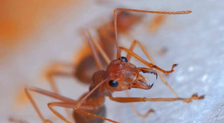 Invasive red fire ants found for the first time in Italy could spread ...