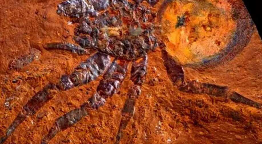Scientists have found largest fossil of trapdoor spider in Australia ...