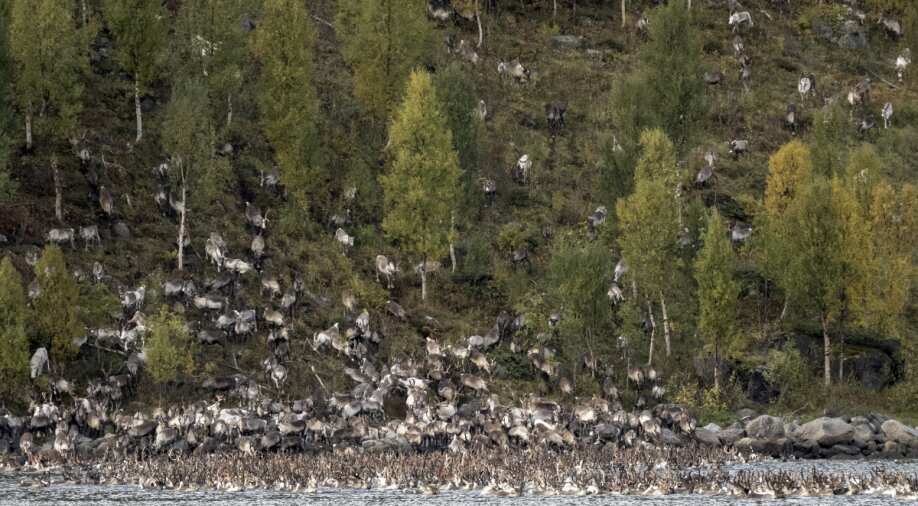 In pics | Crossing glaciers and fjords: Norwegian reindeer migrate for ...