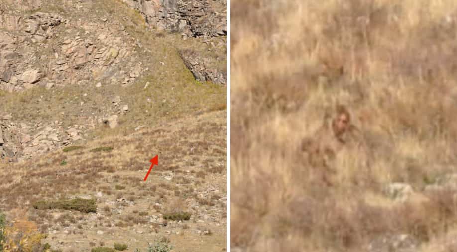 Is that Bigfoot? US couple captures video of mythical creature ...