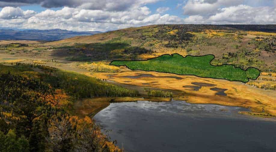 Ancient whispers: Scientists unveil hidden sounds of Pando, the world's ...