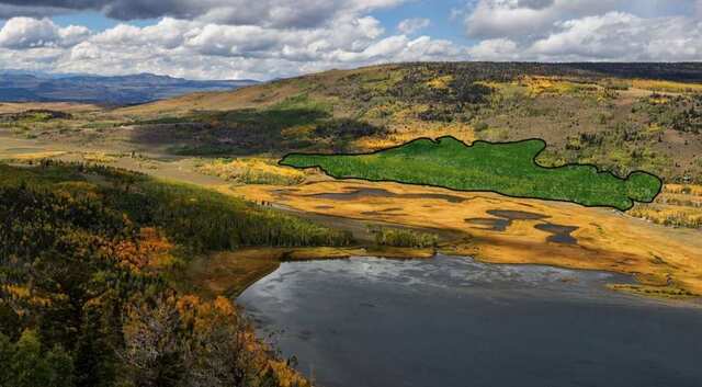 Ancient whispers: Scientists unveil hidden sounds of Pando, the world's ...