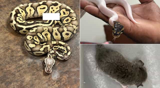 Flyer smuggles snakes, rodents in baggage; Customs send animals back to ...