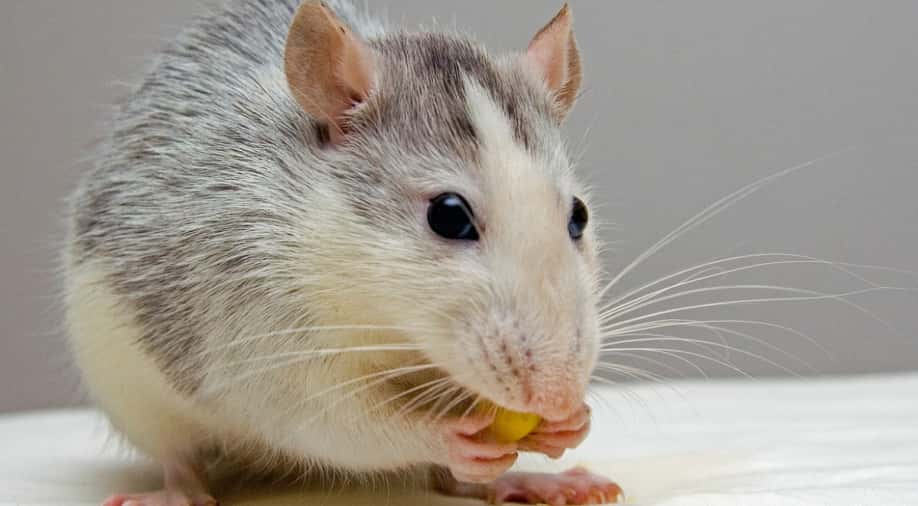 Age-reversal possible? Study finds new compound in pig’s blood which ...