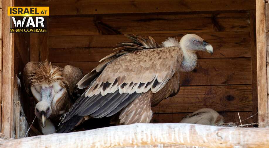 Israeli Army using eagles and vultures to locate corpses of Hamas ...