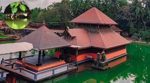 India: New crocodile appears in Kerala temple lake a year after demise ...