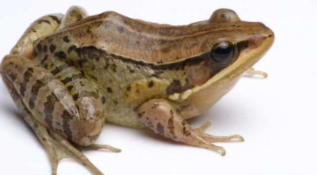 Ducks aren't that unique. 'Quack quack' calling frog with musical voice ...