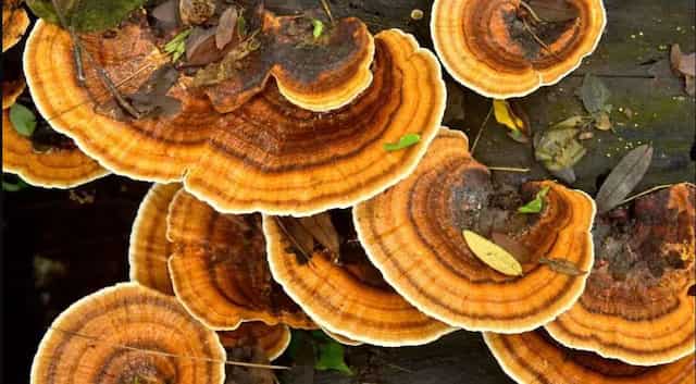 World’s oldest disease-causing species found: It’s 407mn-year-old ...