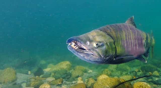 Chum salmon are breeding in Arctic, and it is 'an ominous sign’ for ...