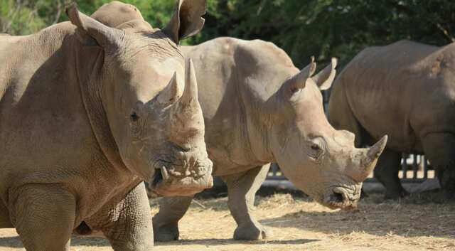 Major breakthrough: World’s first successful IVF could help save nearly ...