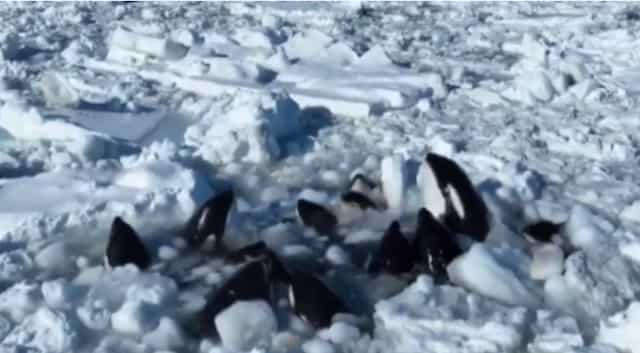 Drone footage shows struggling killer whales trapped in ice off Japan's ...