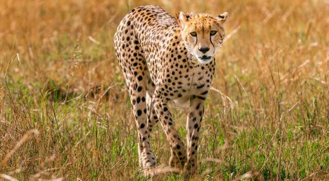 Why do cheetahs run so fast? Scientists reveal reason behind the animal ...