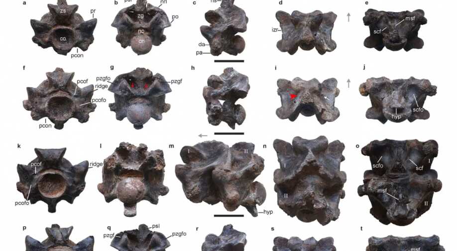 Fossil of largest-ever snake ‘Vasuki’ unearthed in western India mine ...