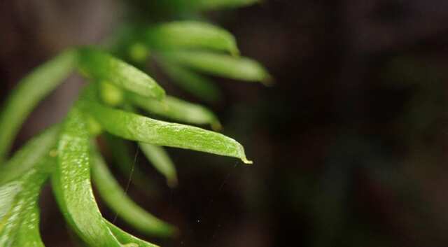 This Fern shatters Guinness World Record with largest genome on Earth ...