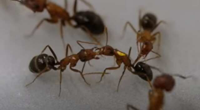 Ants carry out surgeries and amputate injured legs of fellow nest mates ...