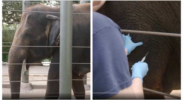 Asian elephant Tess got first vaccine for herpesvirus, and can pave way ...